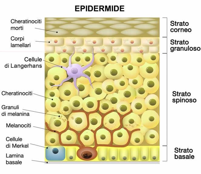 La struttura della pelle e le sue funzioni - Lace Beauty
